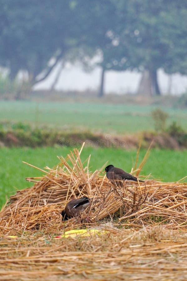 Mynas Foraging on a Haystack Stock Photo - Image of morning, landscape ...