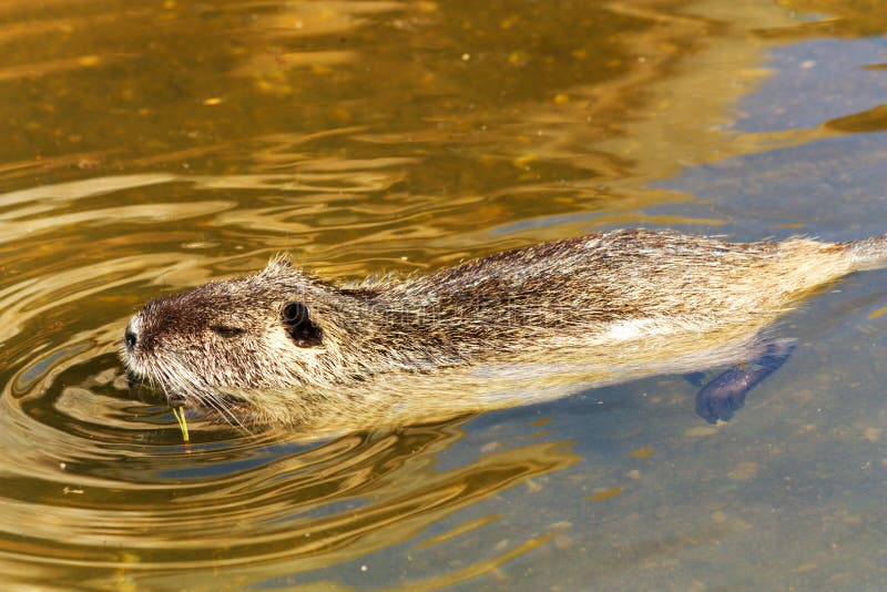 Nutria (Myocastor coypus) stock photo. Image of beautiful - 28356942