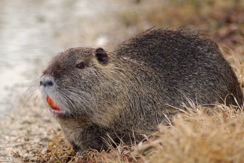 Myocastor coypus stock photo. Image of mammal, herbivore - 50532416