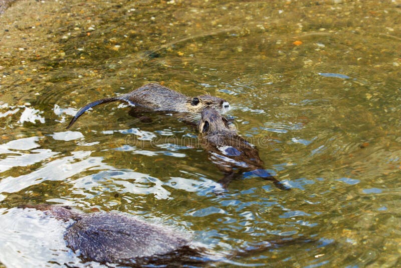 Myocastor coypus stock photo. Image of little, creature - 56560188