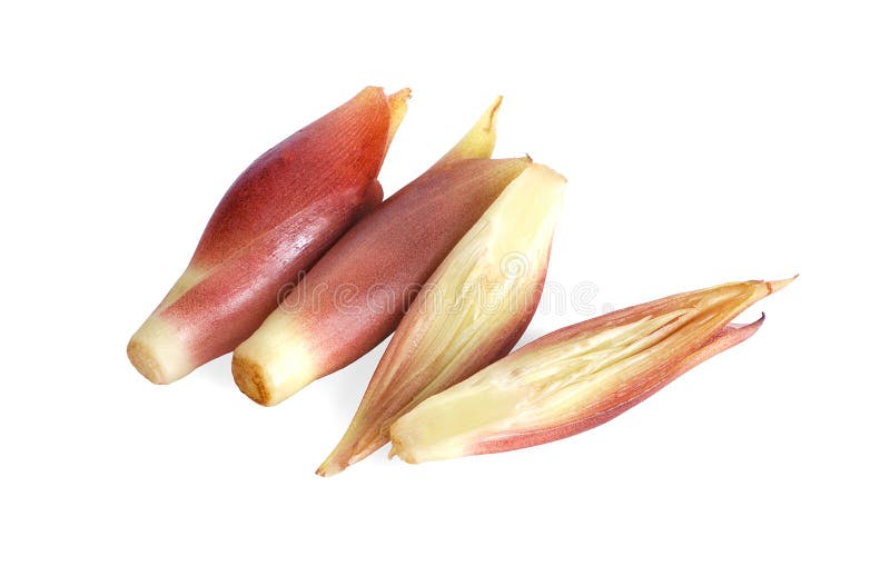 Myoga Fresh an Isolated on White Background Stock Photo - Image of herb ...