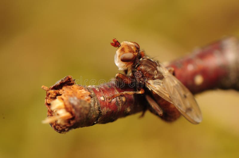 Myopa stock image. Image of background, white, pest, macro - 18952095