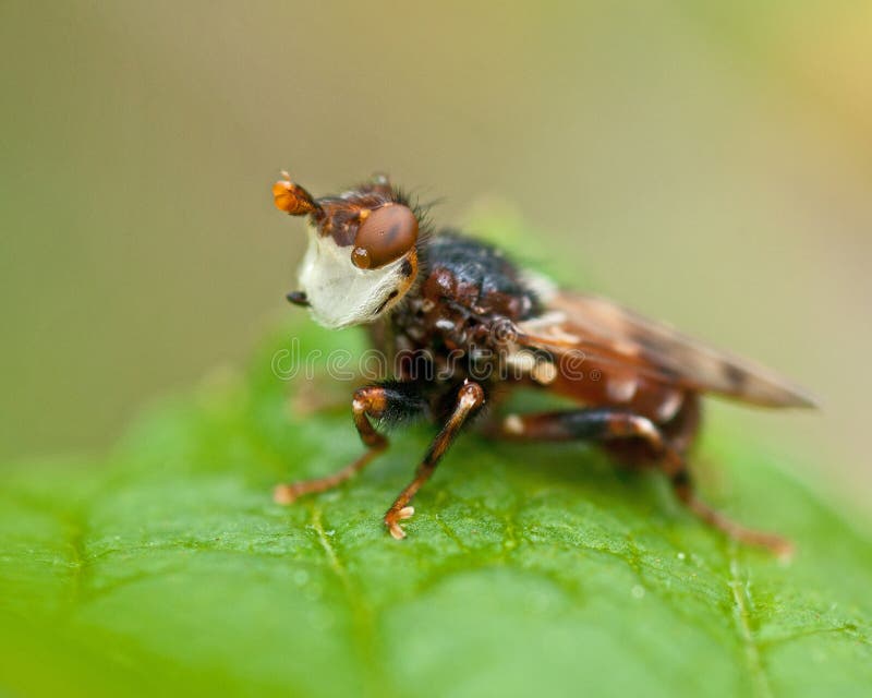 Myopa sp. Conopidae fly stock photo. Image of flower - 46020286