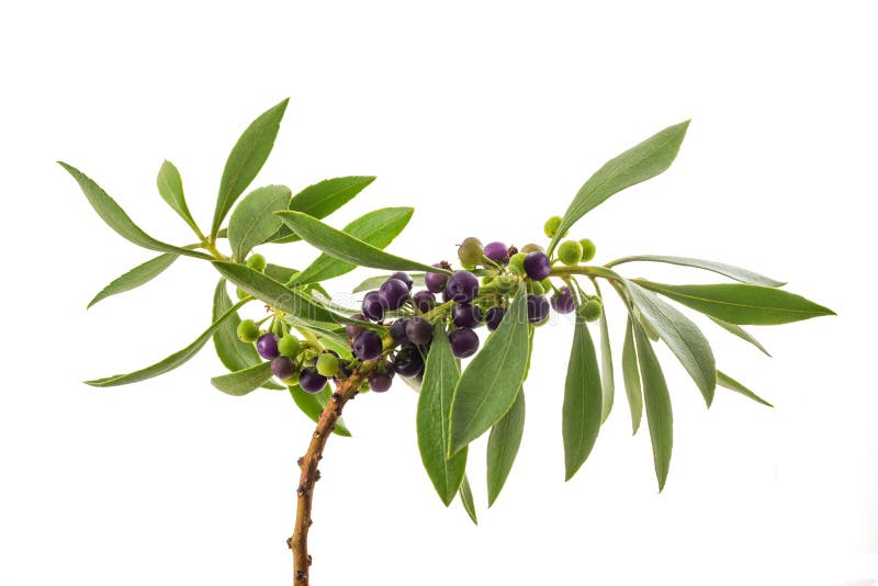 Myoporum Laetum Mousehole Tree Stock Photo - Image of mousehole ...