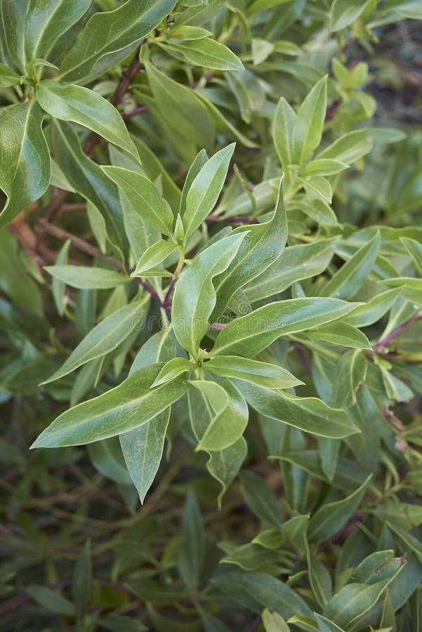 Myoporum Laetum Branch Close Up Stock Photo - Image of hedge, leaf ...