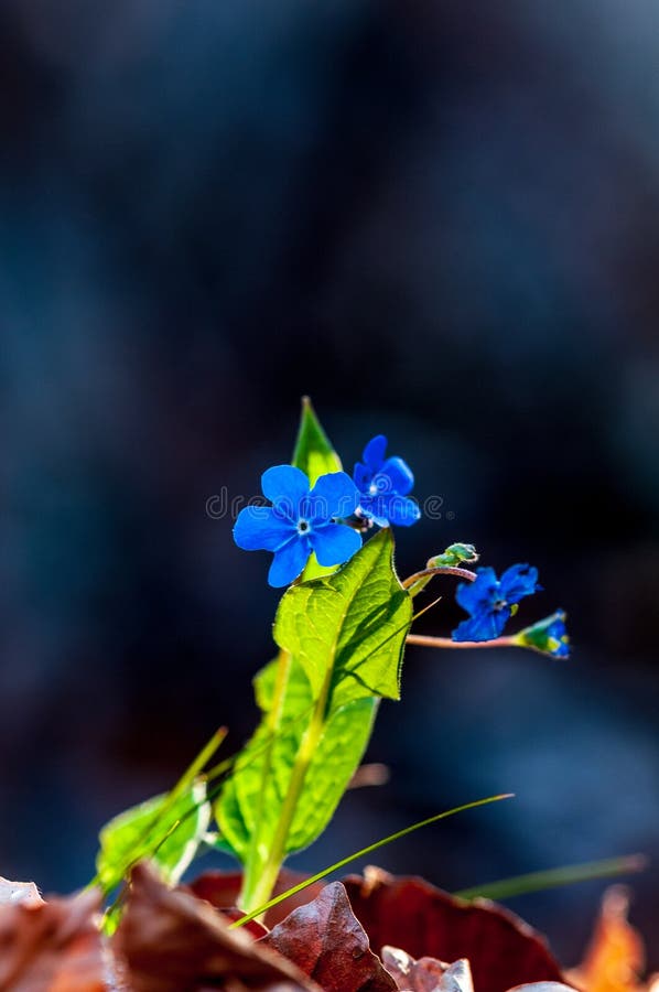 Myosotis Beautiful Blue Forest Flower in Spring Bloosom Stock Photo ...