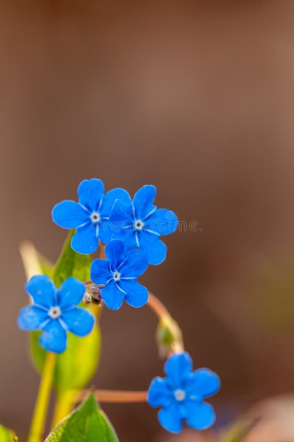 Myosotis Beautiful Blue Forest Flower in Spring Bloosom Stock Photo ...