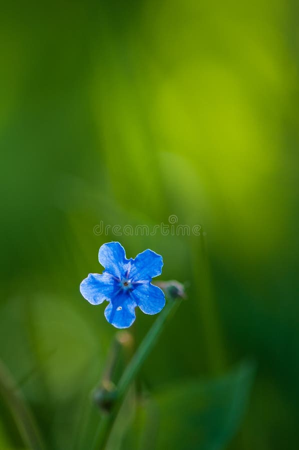 Myosotis Beautiful Blue Forest Flower in Spring Bloosom Stock Image ...