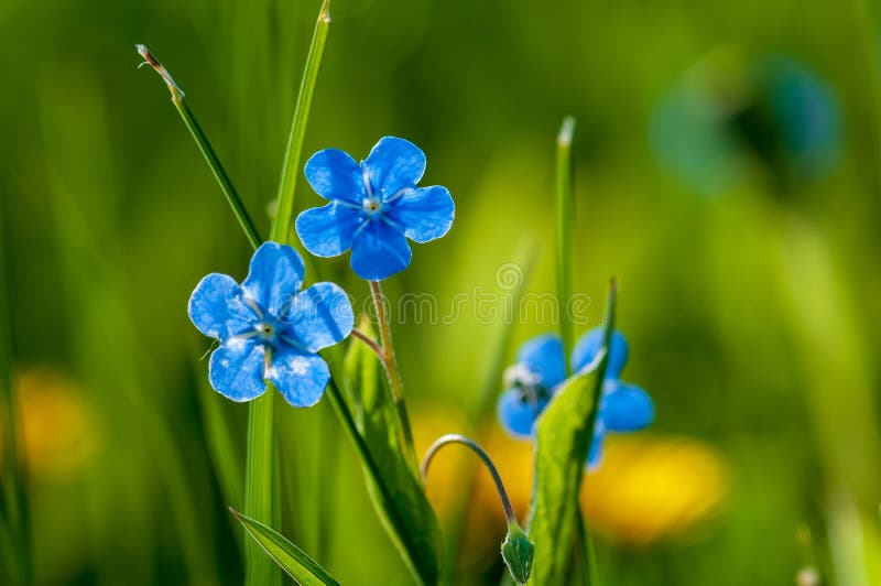 Myosotis Beautiful Blue Forest Flower in Spring Bloosom Stock Image ...