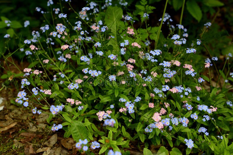 Myosotis Sylvatica Plant Bloom Stock Photo - Image of flowering, forest ...