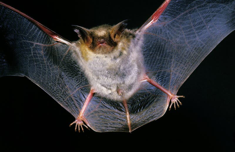 Myotis myotis foto de stock. Imagem de wildlife, vista - 172800972