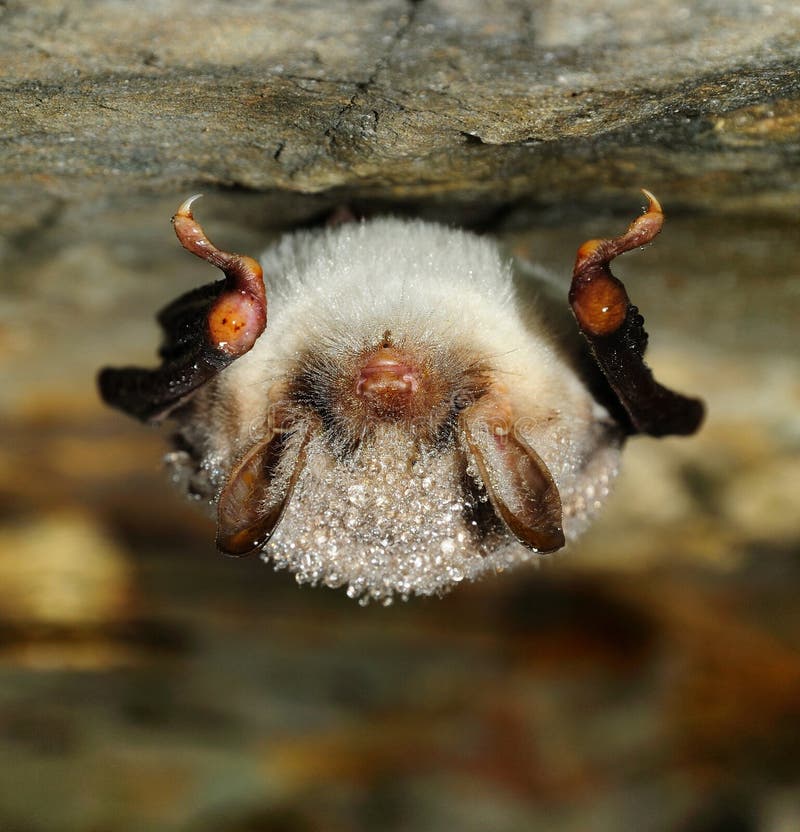 Myotis del Myotis imagen de archivo. Imagen de palos - 22454723