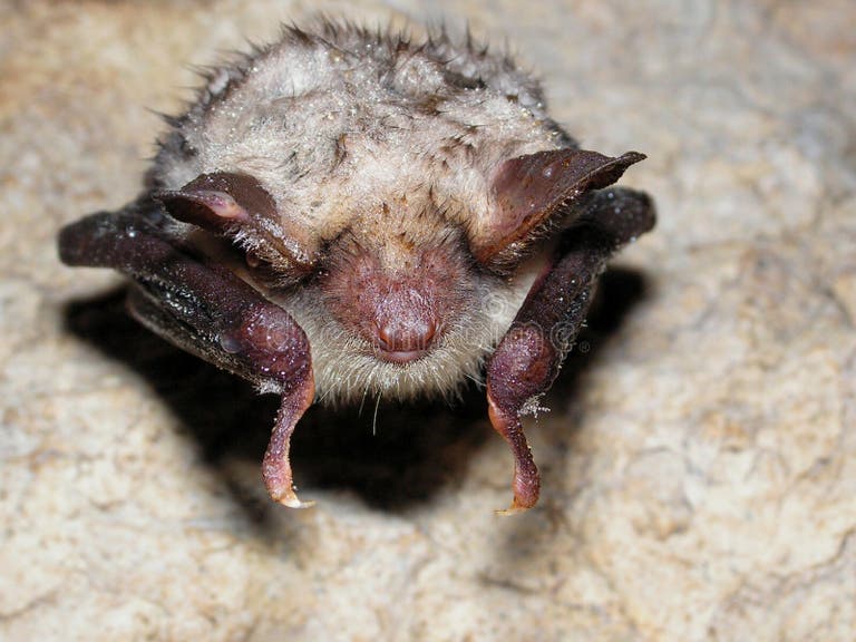 756 Myotis Rufoniger Stock Photos - Free & Royalty-Free Stock Photos ...
