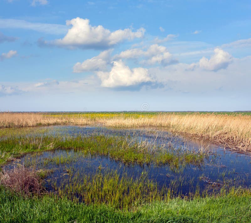 Myr i stäpp arkivfoto. Bild av flod, brigham, inget, parkera - 31052244