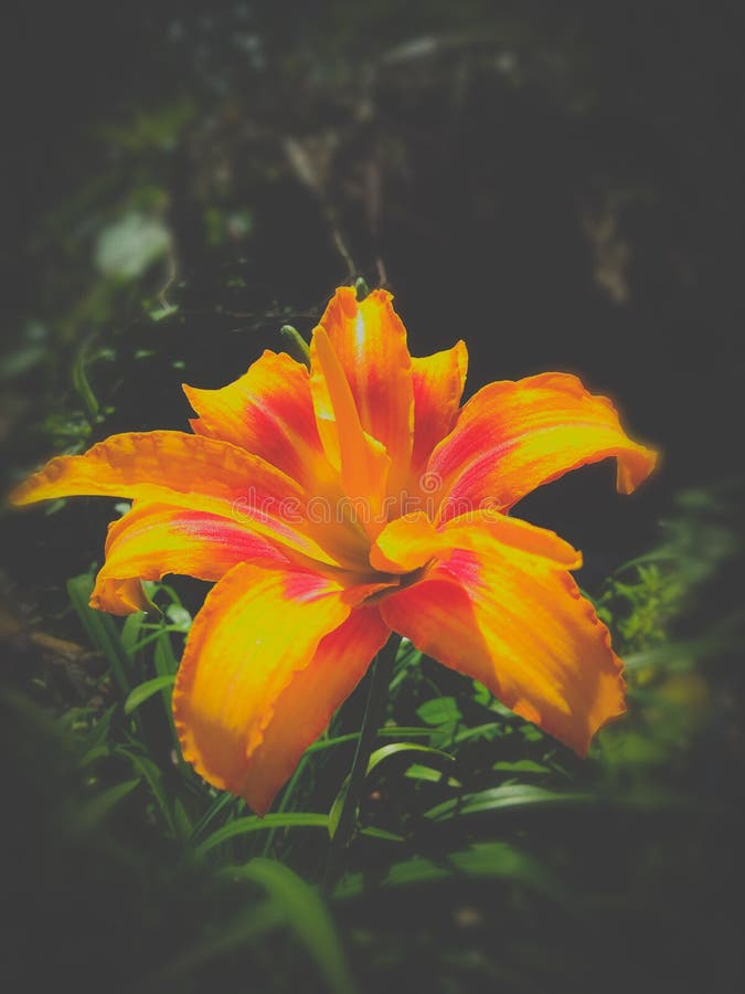 Myra Flower from Our Backyard Stock Image - Image of advertising, brand ...