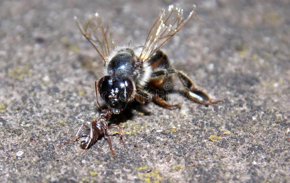 Myra och rov fotografering för bildbyråer. Bild av liten - 99110249