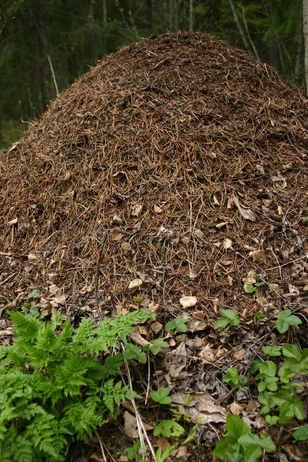 Myrstack arkivfoto. Bild av armé, medf8ort, enhet, bidrag - 14227640