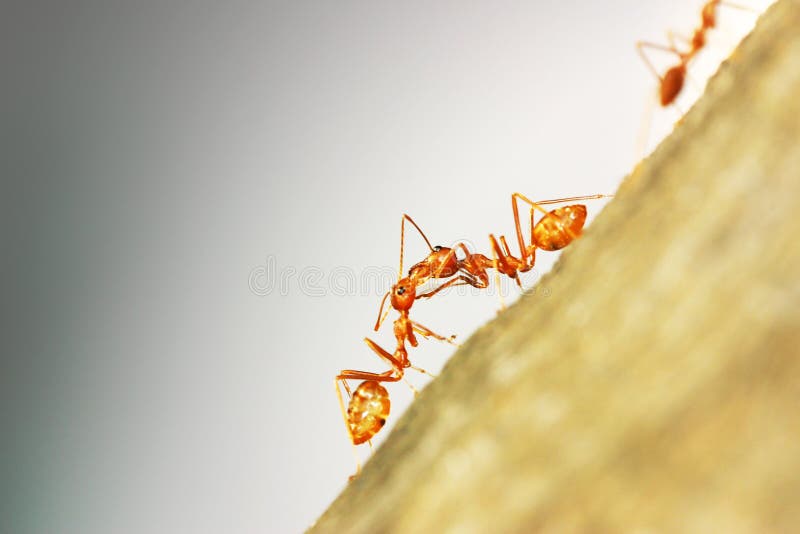 Laget Av Myror Vaggar På Hållande ögonen På Soluppgång Eller Solnedgång ...