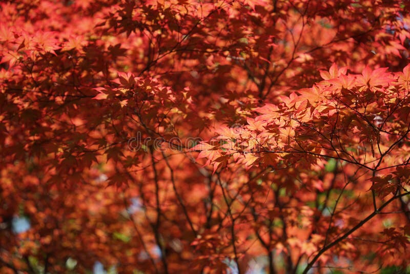 A Myriad of Maple Leaves and Trees Stock Photo - Image of colourful ...
