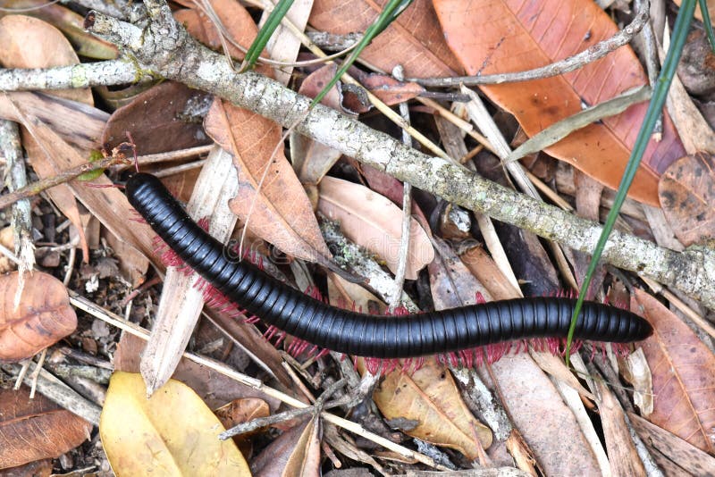 Myriapoda stock photo. Image of wildlife, ringworms, earwig - 8346482