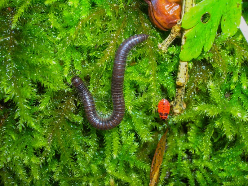 Myriapodes photo stock. Image du faune, ringworm, insecte - 8346482