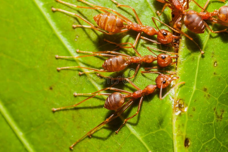 Matande Myror Med Söt Sirap Arkivfoto - Bild av skog, rött: 29729708