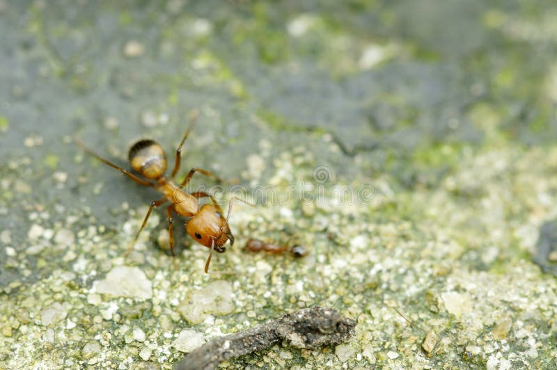 Myror arkivfoto. Bild av angus, bidrag, antenn, förbannelse - 31354382