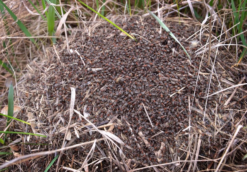 Myror i en myrstack fotografering för bildbyråer. Bild av arbete - 73411099