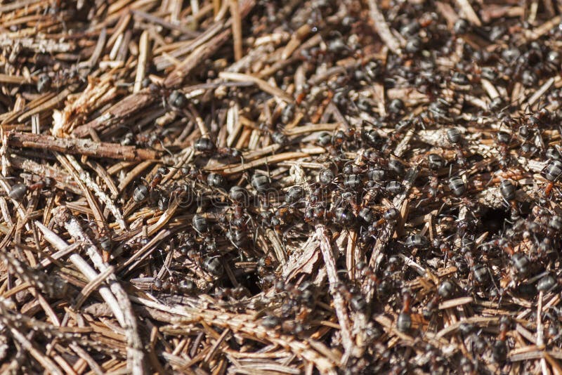Myror i en myrstack fotografering för bildbyråer. Bild av arbete - 73411099