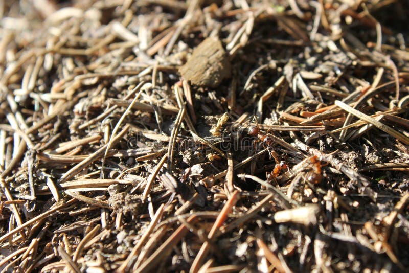 Myror i en myrstack fotografering för bildbyråer. Bild av arbete - 73411099