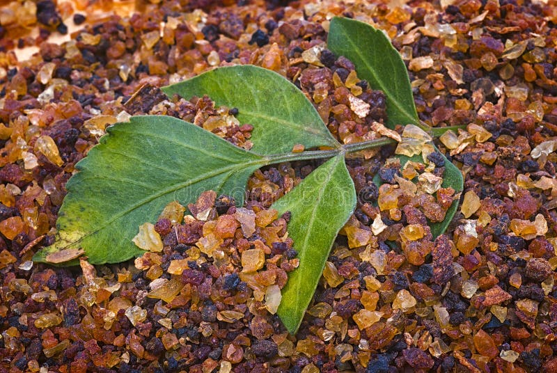Commiphora myrrha tree stock image. Image of commiphora - 33037819