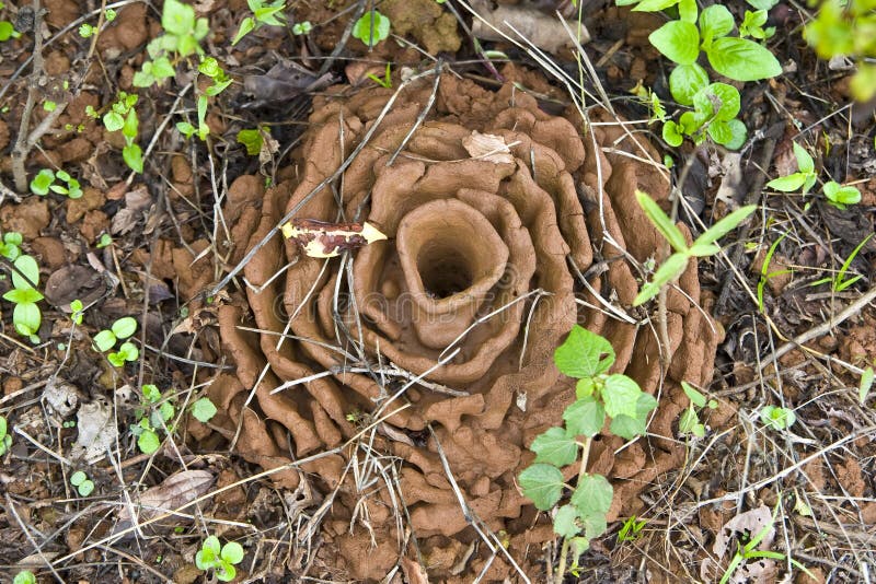 Myrstack fotografering för bildbyråer. Bild av kryp, smuts - 12011695