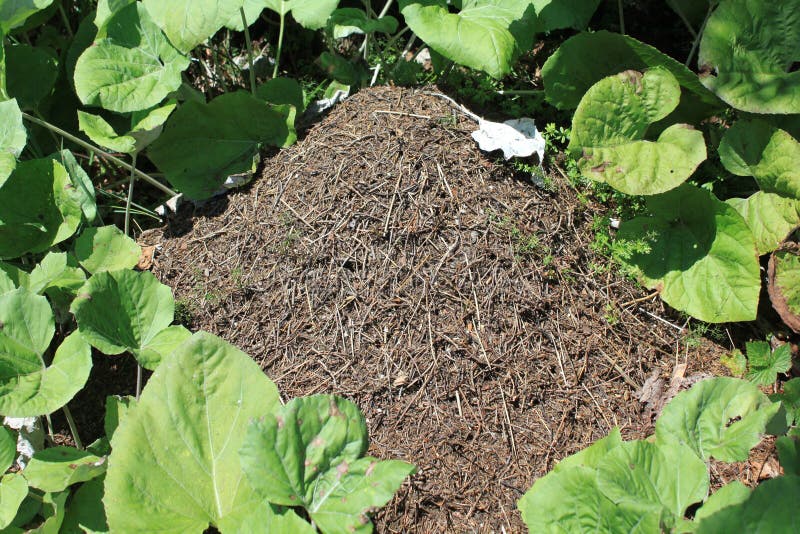 Myrstack i skogen fotografering för bildbyråer. Bild av björn - 40816447