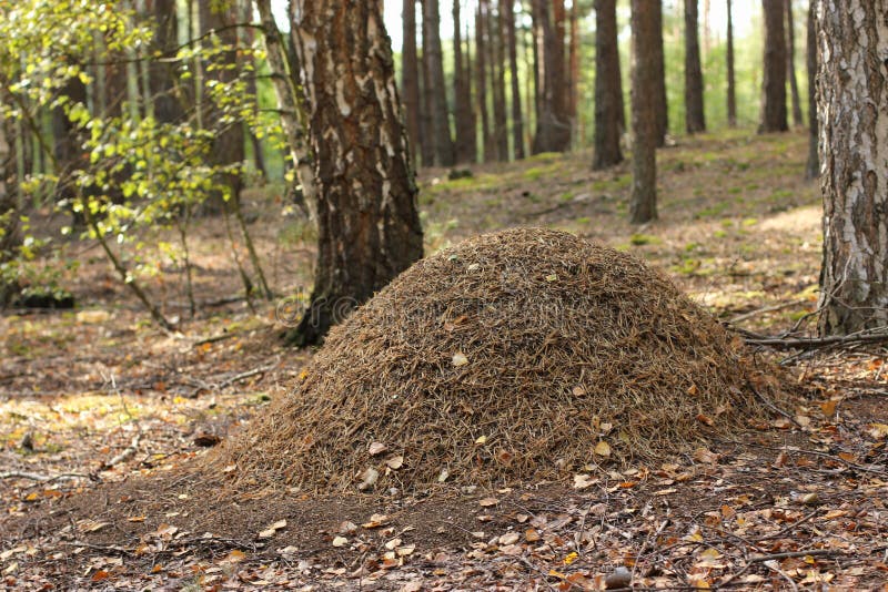Stor myrstack arkivfoto. Bild av vildmark, stammar, sommar - 37375548
