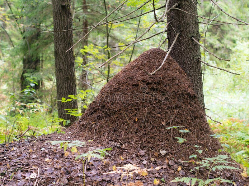 Myrstack i skogen fotografering för bildbyråer. Bild av träd - 91600503
