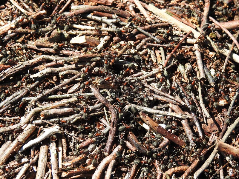 Myrstack i skogen arkivfoto. Bild av stapel, trä, liggande - 98155402