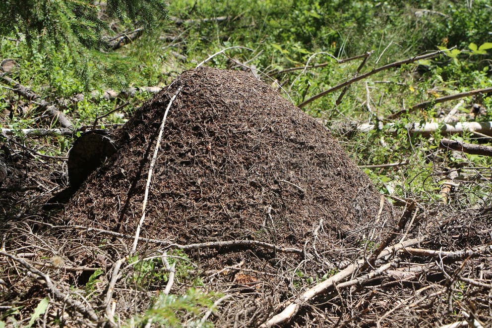Myrstack i skog fotografering för bildbyråer. Bild av objekt - 97763047