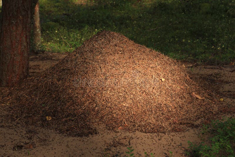 Myrstack i skogen arkivfoto. Bild av stapel, trä, liggande - 98155402