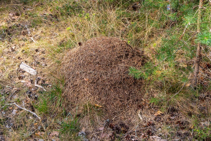 Myrstack i skogen arkivfoto. Bild av stapel, trä, liggande - 98155402