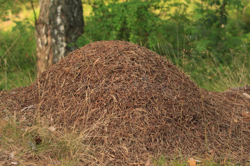 Myrstack i skogen arkivfoto. Bild av stapel, trä, liggande - 98155402