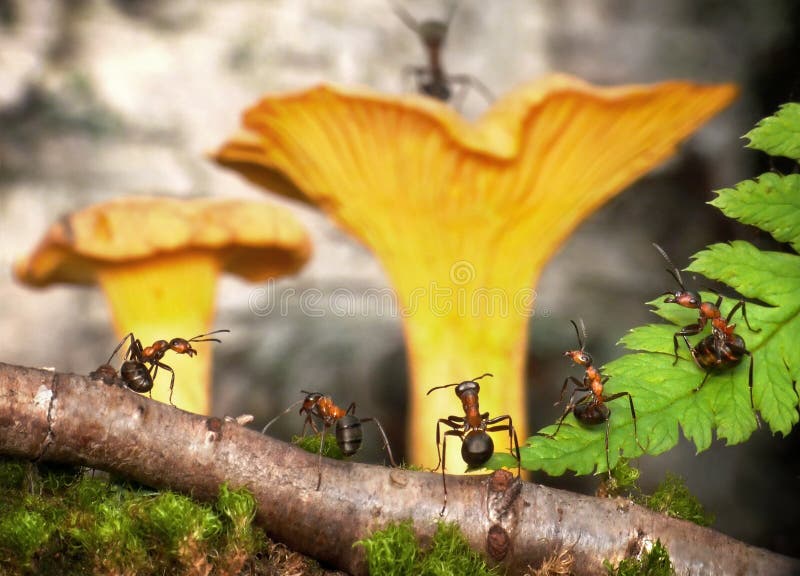 Myrstack fotografering för bildbyråer. Bild av kryp, smuts - 12011695