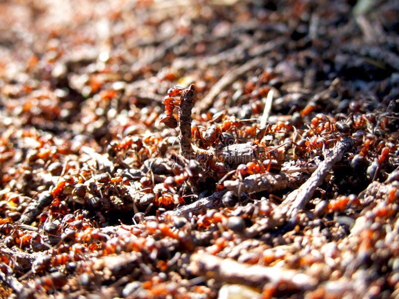 Myror i en myrstack fotografering för bildbyråer. Bild av arbete - 73411099