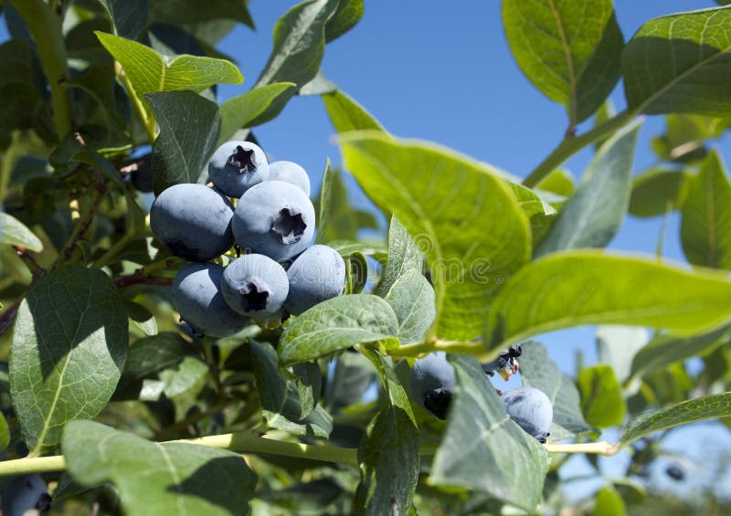 Une plantation de myrtille photo stock. Image du été - 25727340