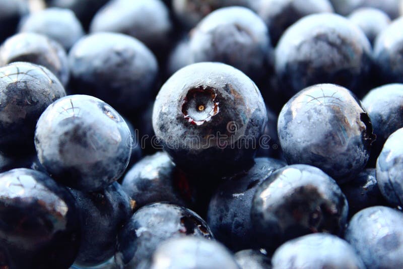 Myrtille photo stock. Image du marais, bleu, équilibré - 25784476