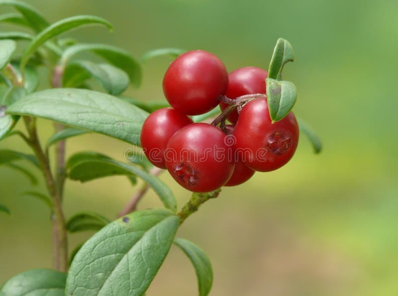 Myrtille Rouge ; Vitis-idaea De Vaccinium Photo stock - Image du ...