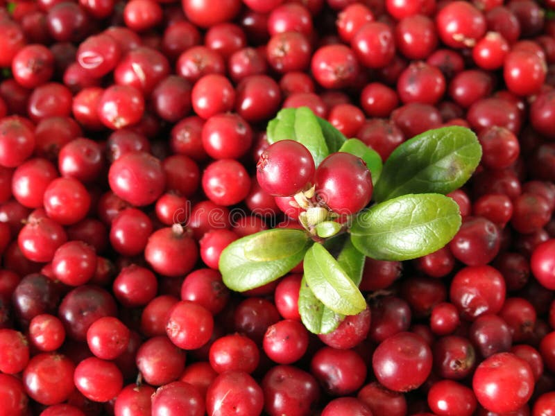 Myrtille De Marais En Automne Image stock - Image du bleu, couleurs ...