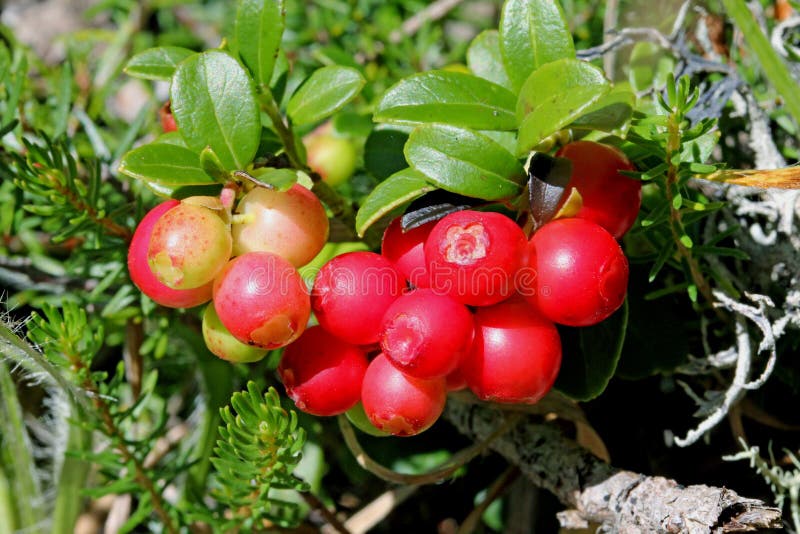 Airelle Rouge; Vaccinium Vitis-idaea Photo stock - Image of dolomites ...