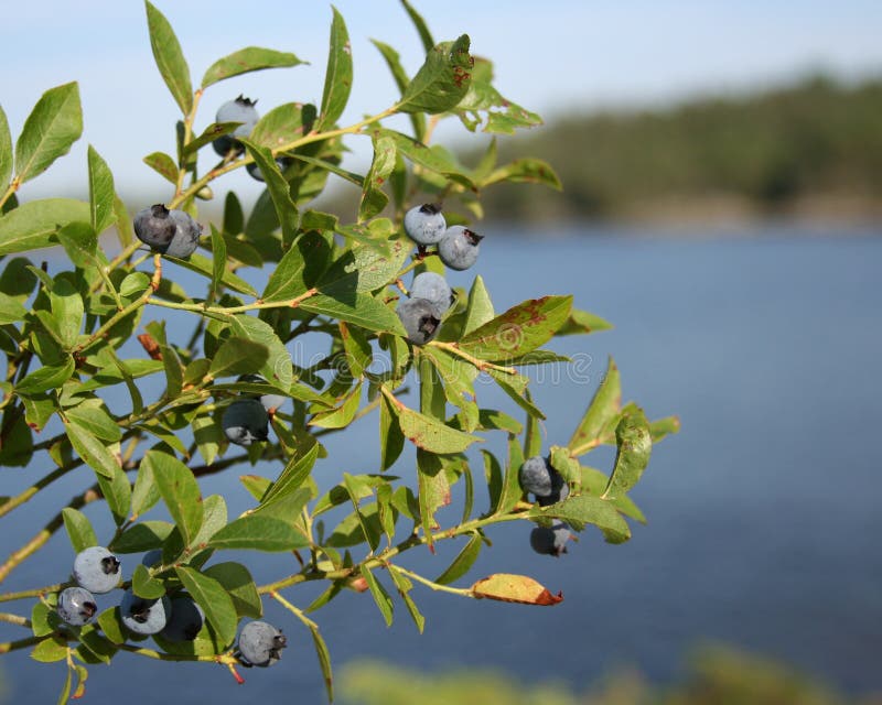 Myrtille sauvage 1 photo stock. Image du sain, branchement - 995340