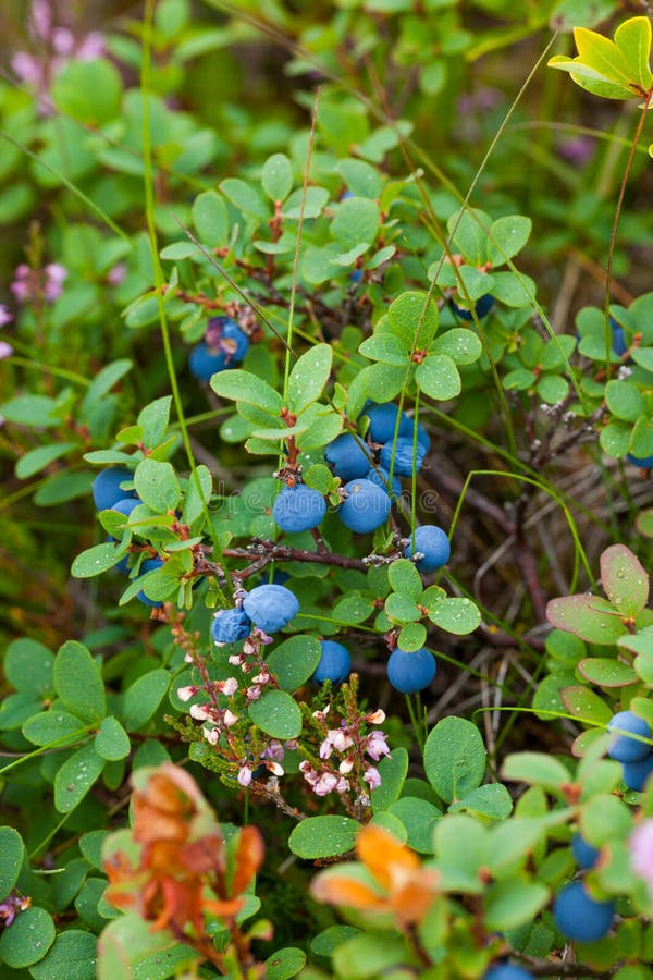 Myrtille sauvage photo stock. Image du lame, collecte - 36640732