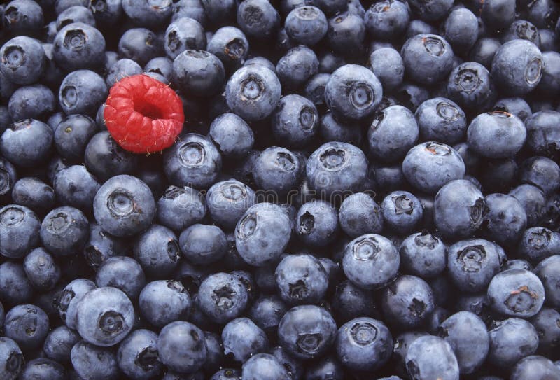 Myrtilles et une framboise image stock. Image du dieting - 4384477